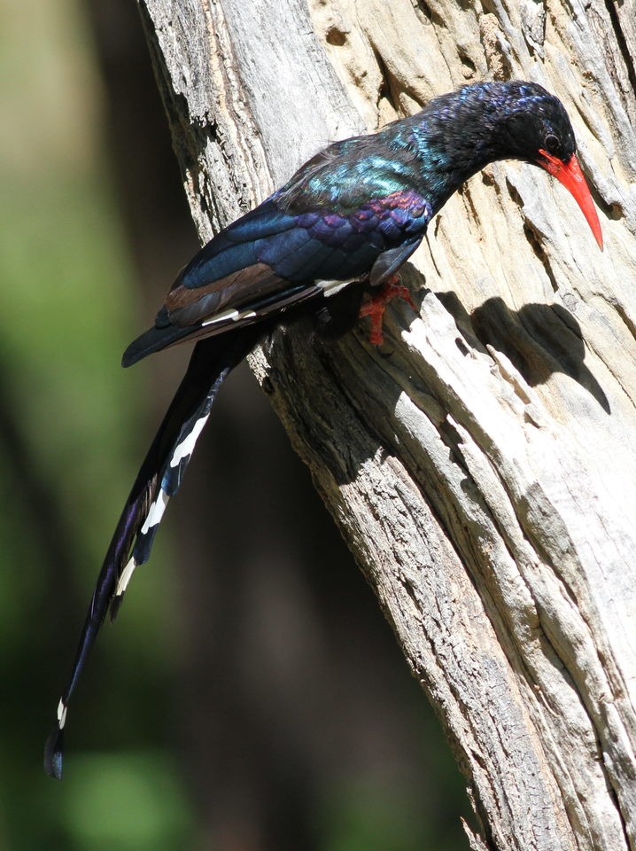 Green wood hoopoe (Phoeniculus purpureus) - Picture Bird