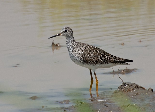 コキアシシギ (Tringa flavipes) - Picture Bird