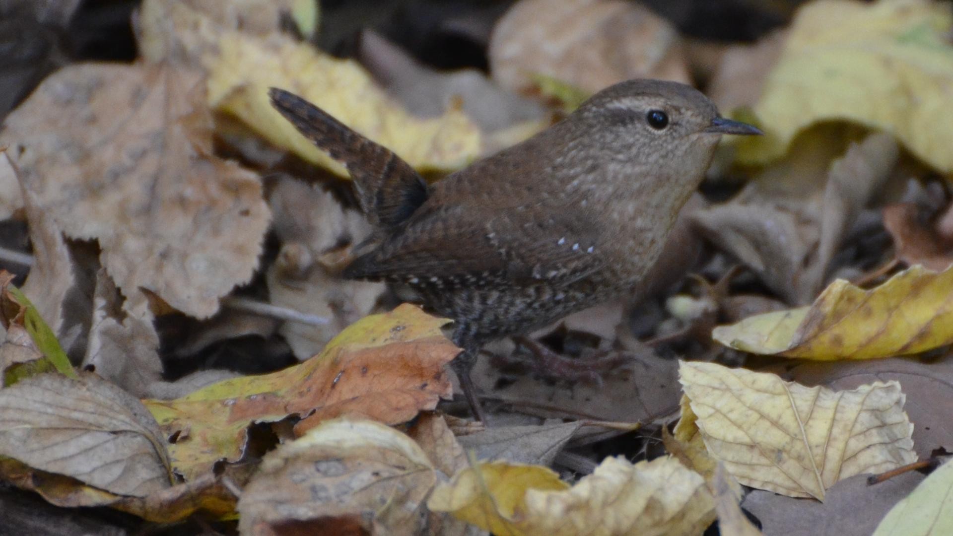 Chochín hiemal (Troglodytes hiemalis) - Picture Bird