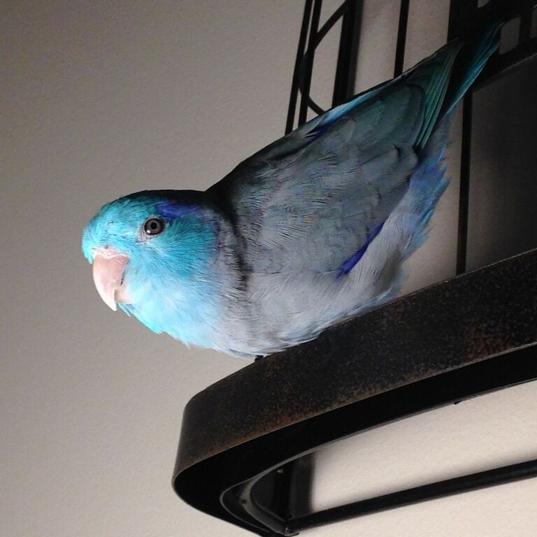 Cotorrita de piura (Forpus coelestis) - Picture Bird