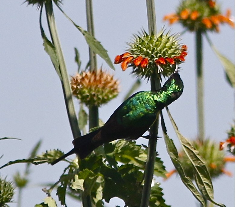 Cinnyris (Cinnyris) - Picture Bird