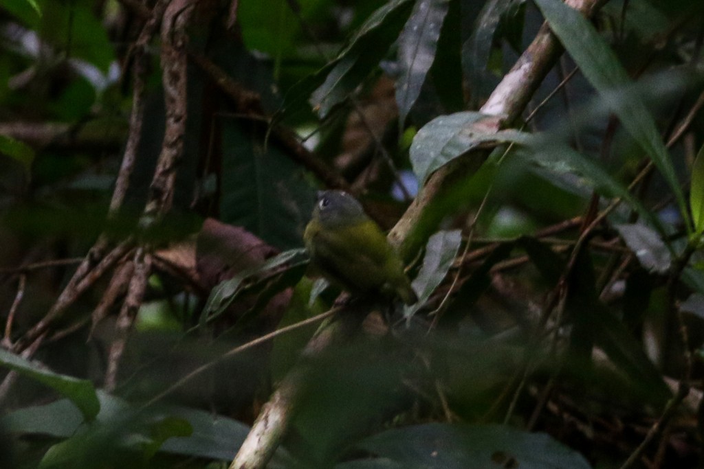 Piprites cabecigrís (Piprites griseiceps) - Picture Bird
