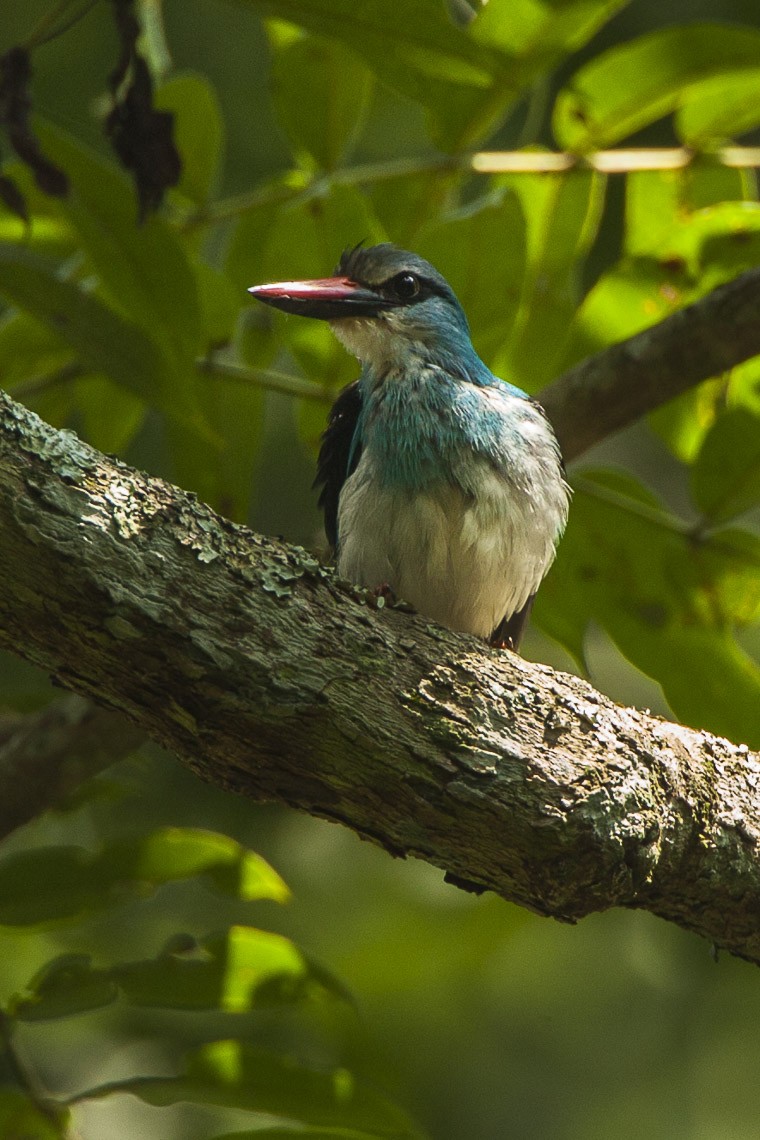 Alción pechiazul (Halcyon malimbica) - Picture Bird