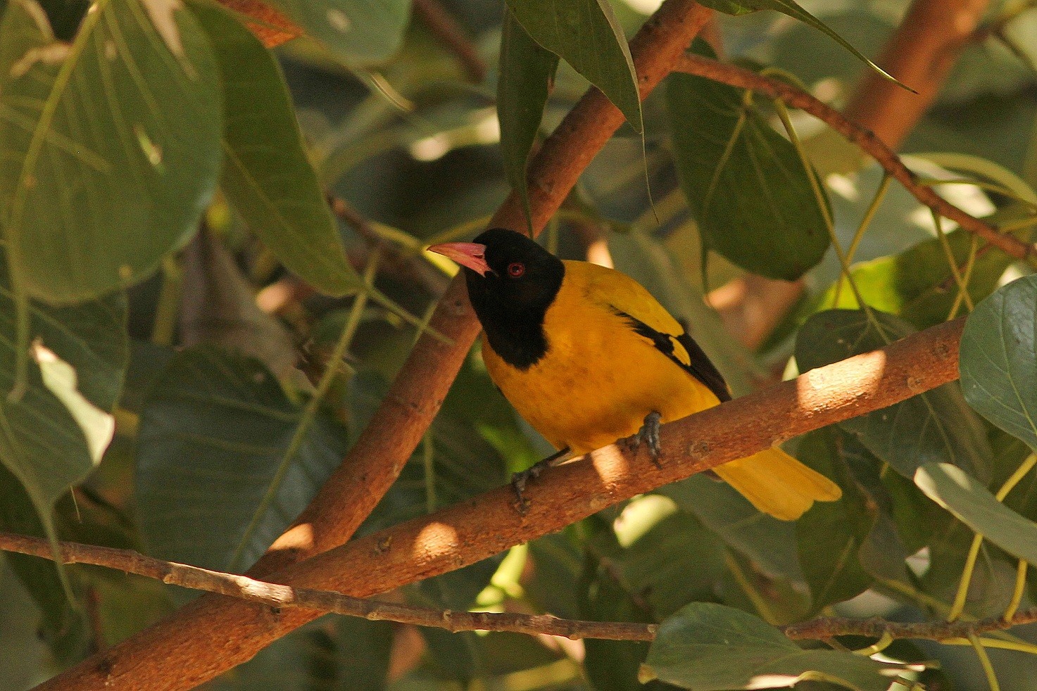 Oropéndola encapuchada (Oriolus xanthornus) - Picture Bird
