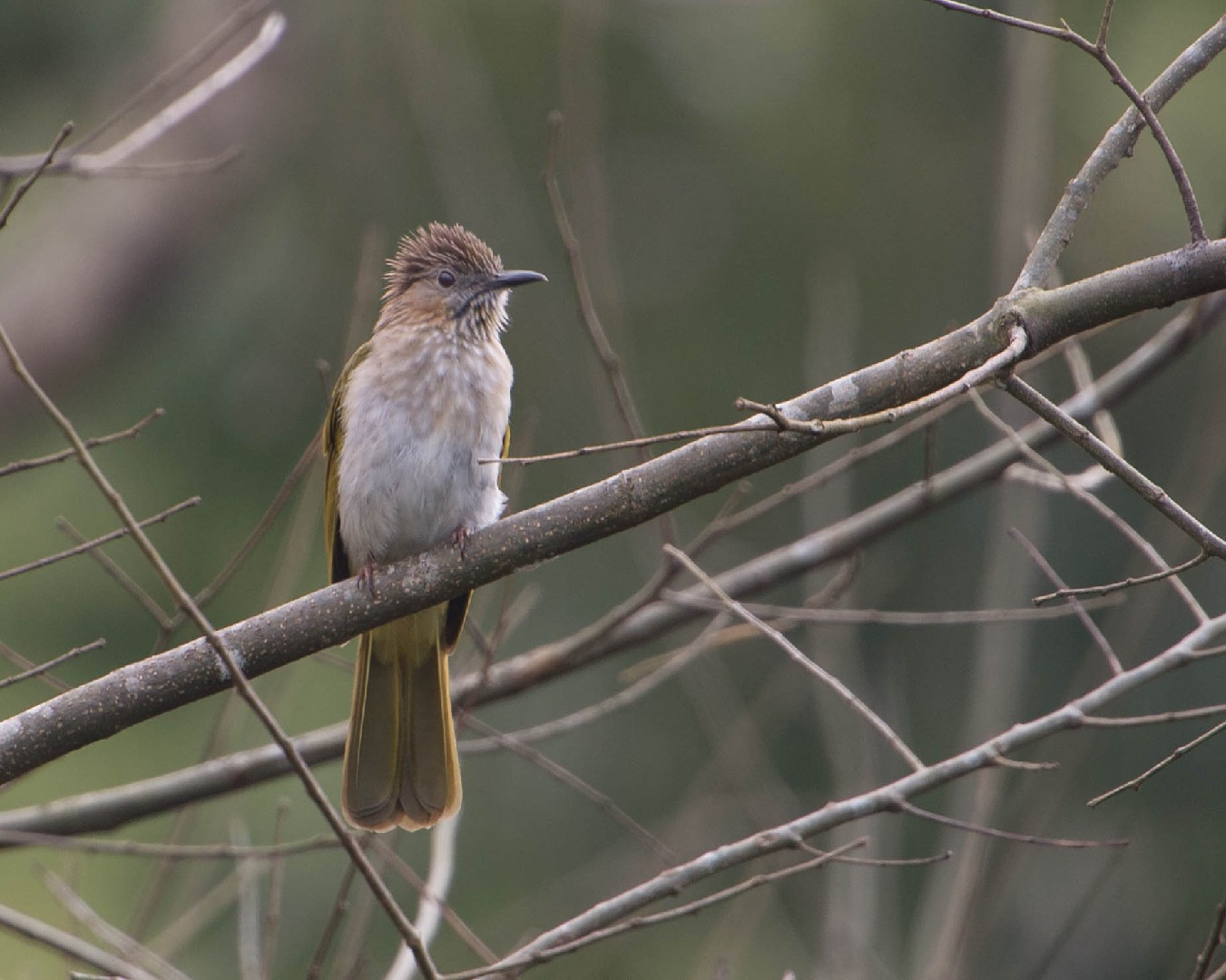 Ixos (Ixos) - Picture Bird