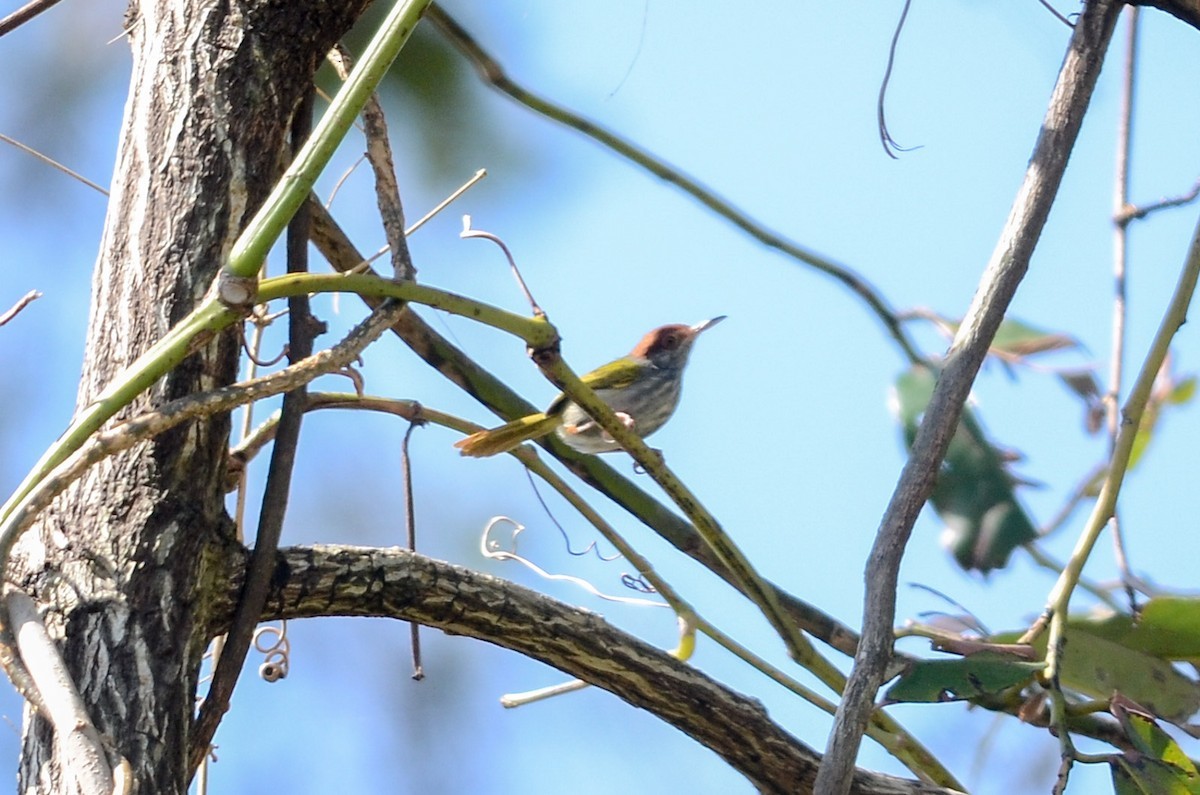 Sastrecillo dorsiverde (Orthotomus chloronotus) - Picture Bird