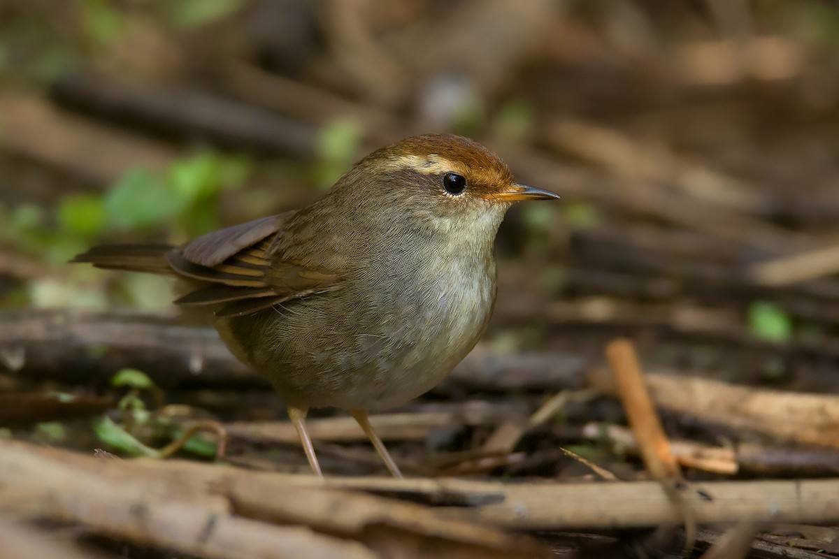 Cetia grande (Cettia major) - Picture Bird