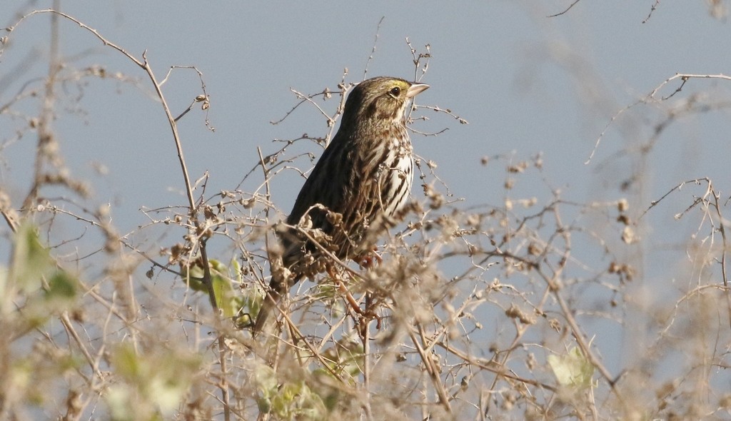 Passerculus (Passerculus) - Picture Bird