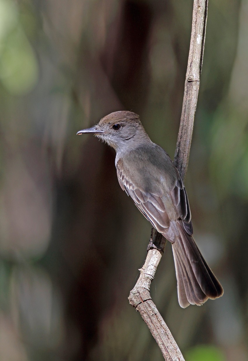 Copetón de de la sagra (Myiarchus sagrae) - Picture Bird