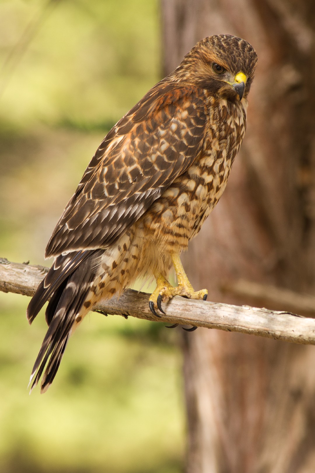 ノスリ属 (Buteo) - Picture Bird