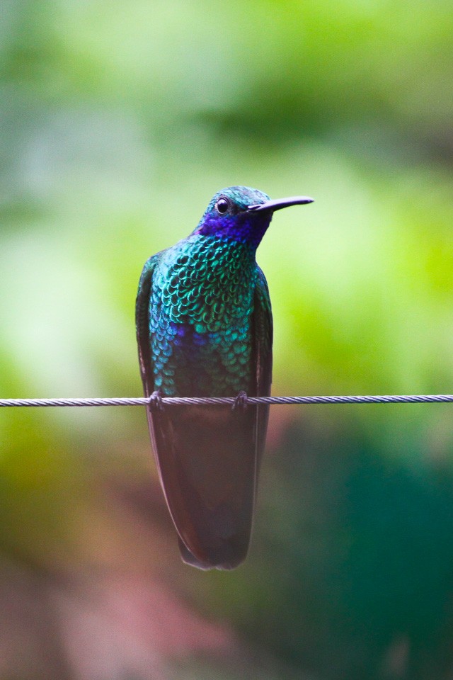 Amazilia tzacatl (Amazilia tzacatl) - Picture Bird