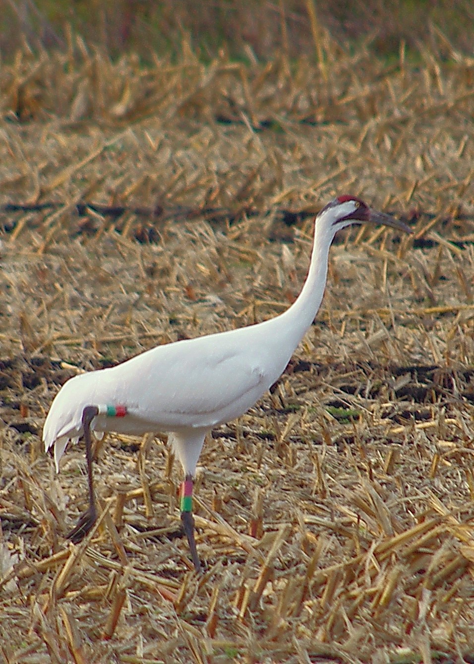 Grulla trompetera (Grus americana) - Picture Bird
