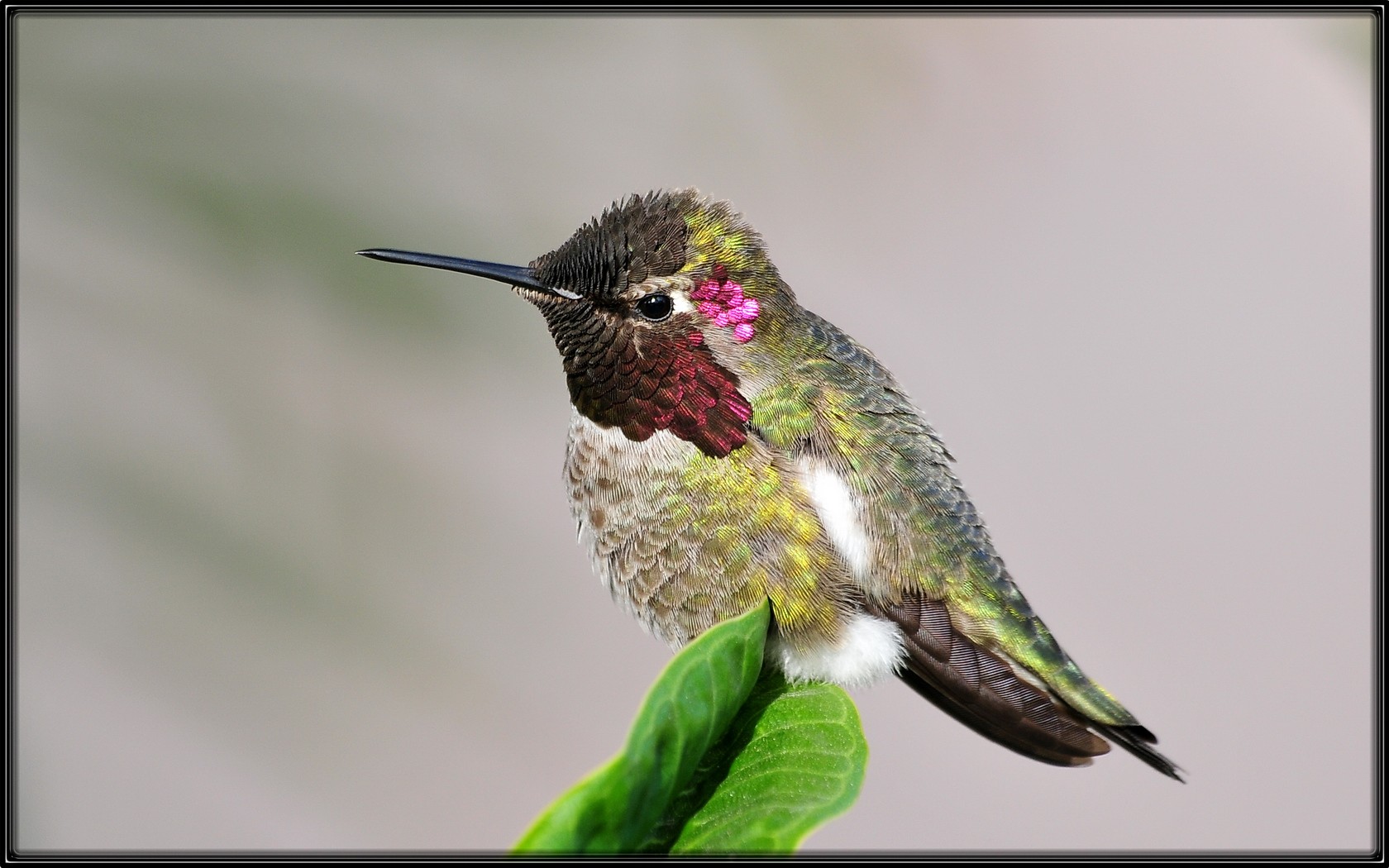 Colibrí de Ana (Calypte anna) - Picture Bird