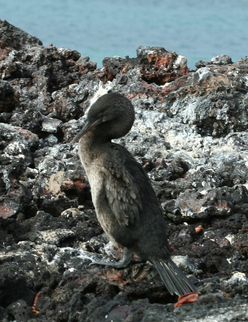 Cormoranes (Phalacrocorax) - Picture Bird