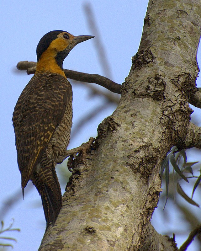 Pica-pau-do-campo (Colaptes campestris) - Picture Bird