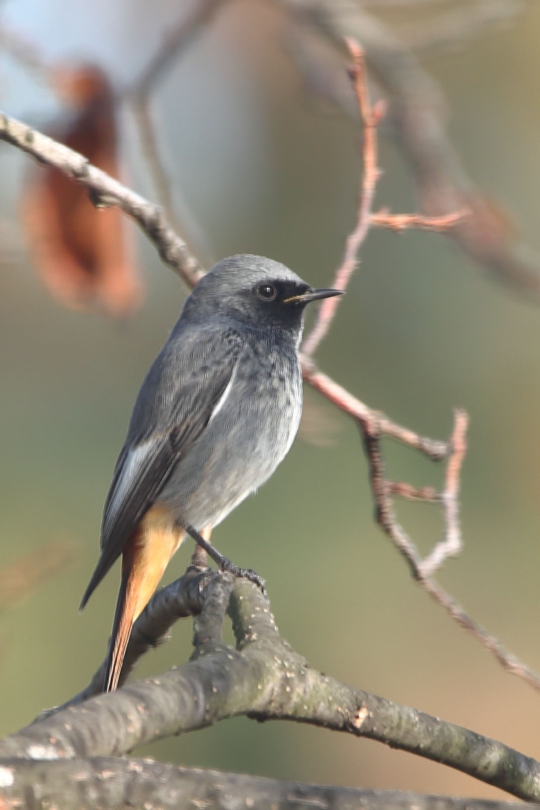 Горихвостка-чернушка (Phoenicurus ochruros) - Picture Bird
