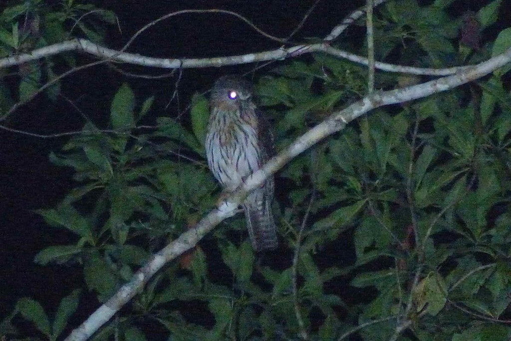 Uroglaux dimorpha (Uroglaux dimorpha) - Picture Bird