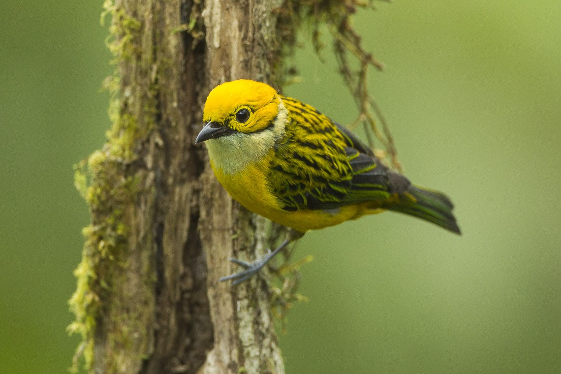 Tangara goliplateada (Tangara icterocephala) - Picture Bird