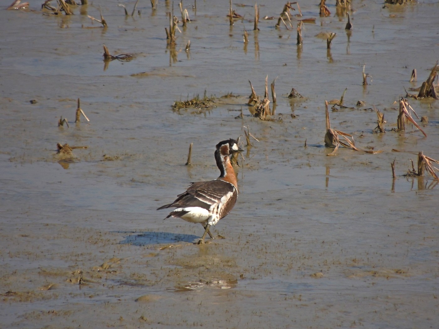 Roodhalsgans (Branta ruficollis) - Picture Bird