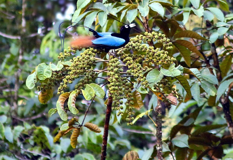 Paradisaea (Paradisaea) - Picture Bird