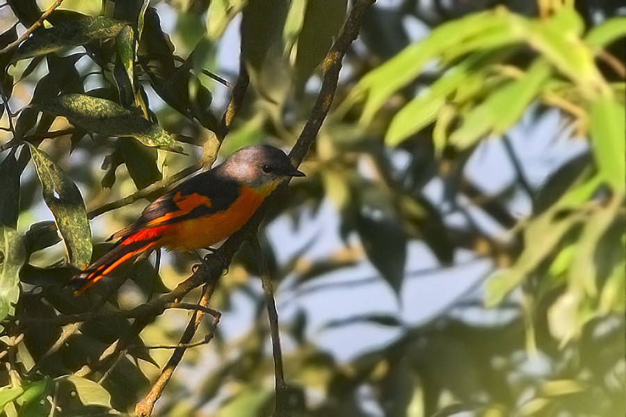 Minivet (Pericrocotus) - Picture Bird