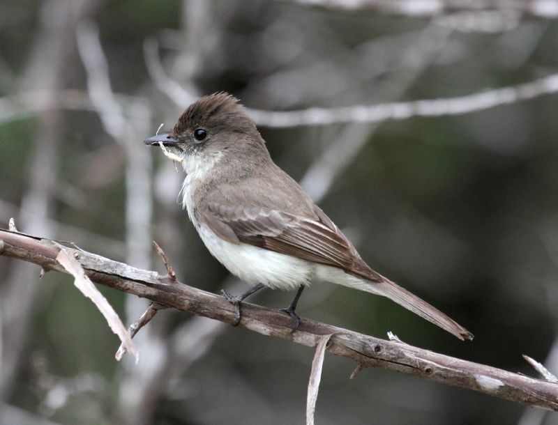 Mosquero fibí (Sayornis phoebe) - Picture Bird