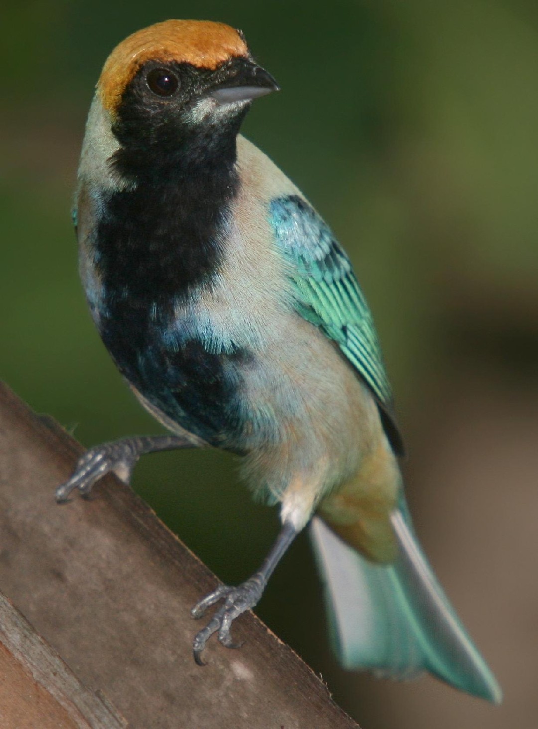 Tangaras (Tangara) - Picture Bird