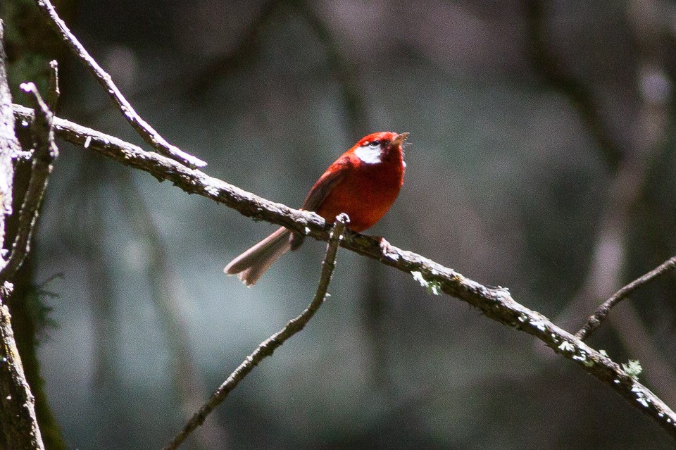 Reinita roja (Cardellina rubra) - Picture Bird