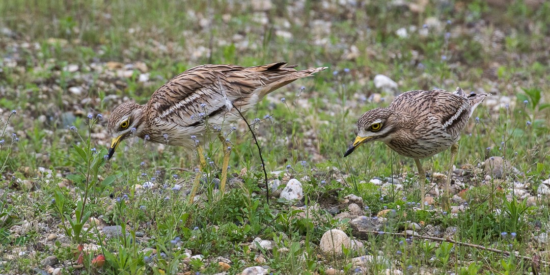 Alcaraván común (Burhinus oedicnemus) - Picture Bird