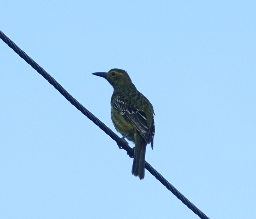 Иволги (Oriolus) - Picture Bird