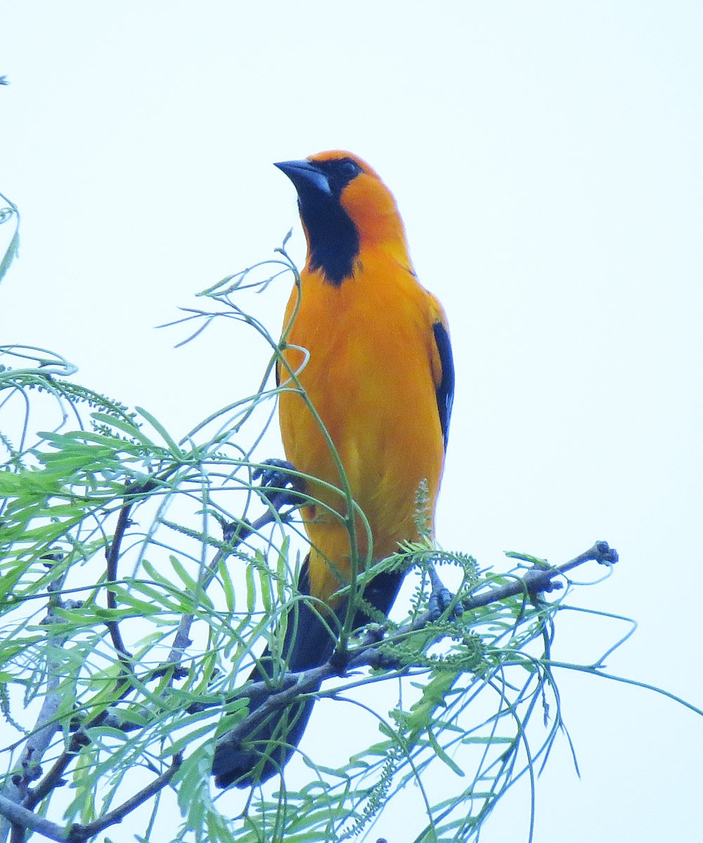 Turpial de altamira (Icterus gularis) - Picture Bird