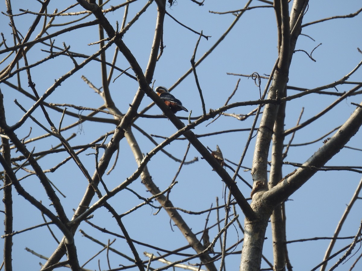 Falconete acollarado (Microhierax caerulescens) - Picture Bird