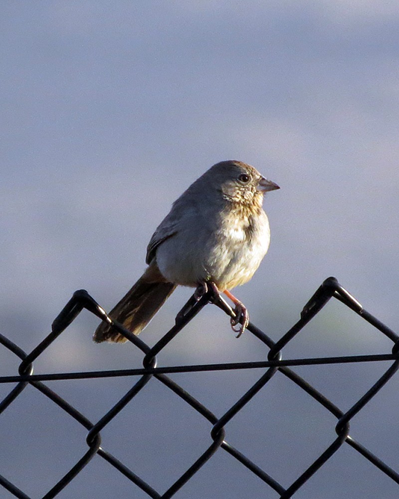 Toquí pardo (Melozone fusca) - Picture Bird