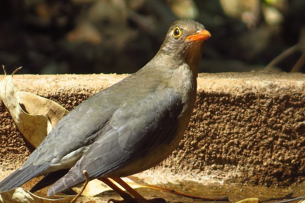 Mirlo indio (Turdus simillimus) - Picture Bird