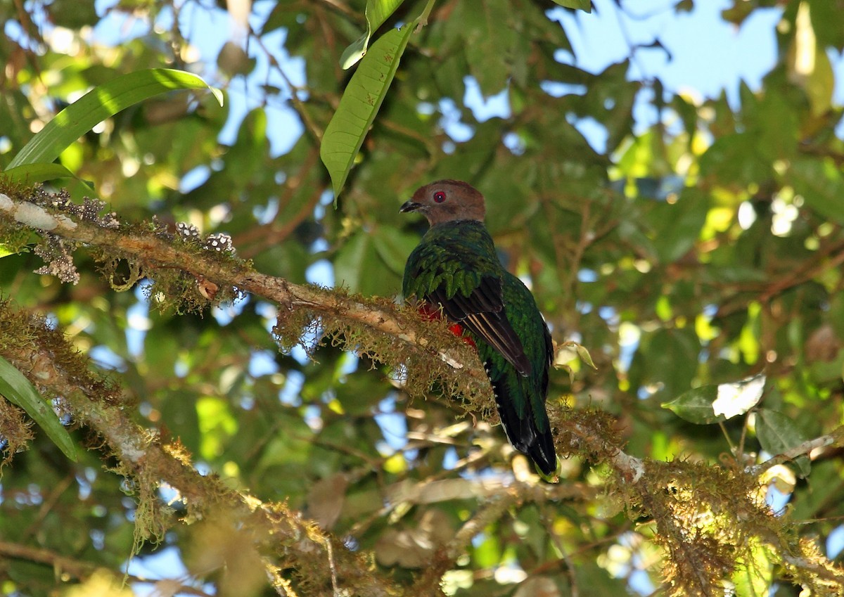 Quetzal crestado (Pharomachrus antisianus) - Picture Bird