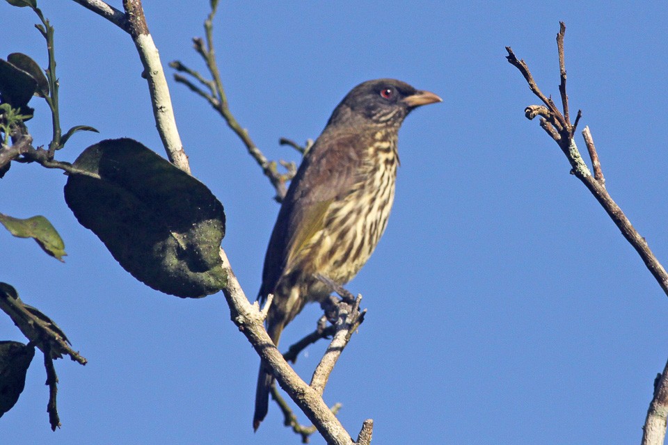 Dulus (Dulus) - Picture Bird