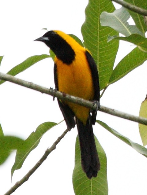 Turpial dorsidorado (Icterus chrysater) - Picture Bird