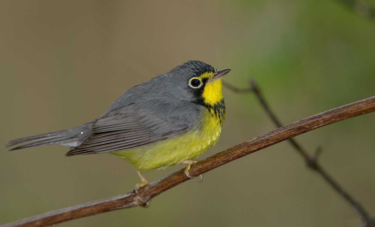 Chipe de collar (Cardellina canadensis) - Picture Bird