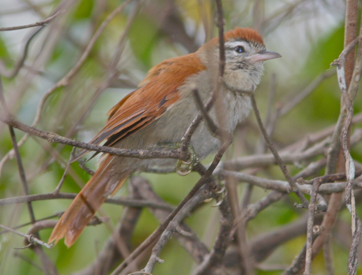Rusty-backed spinetail (Cranioleuca vulpina) - Picture Bird
