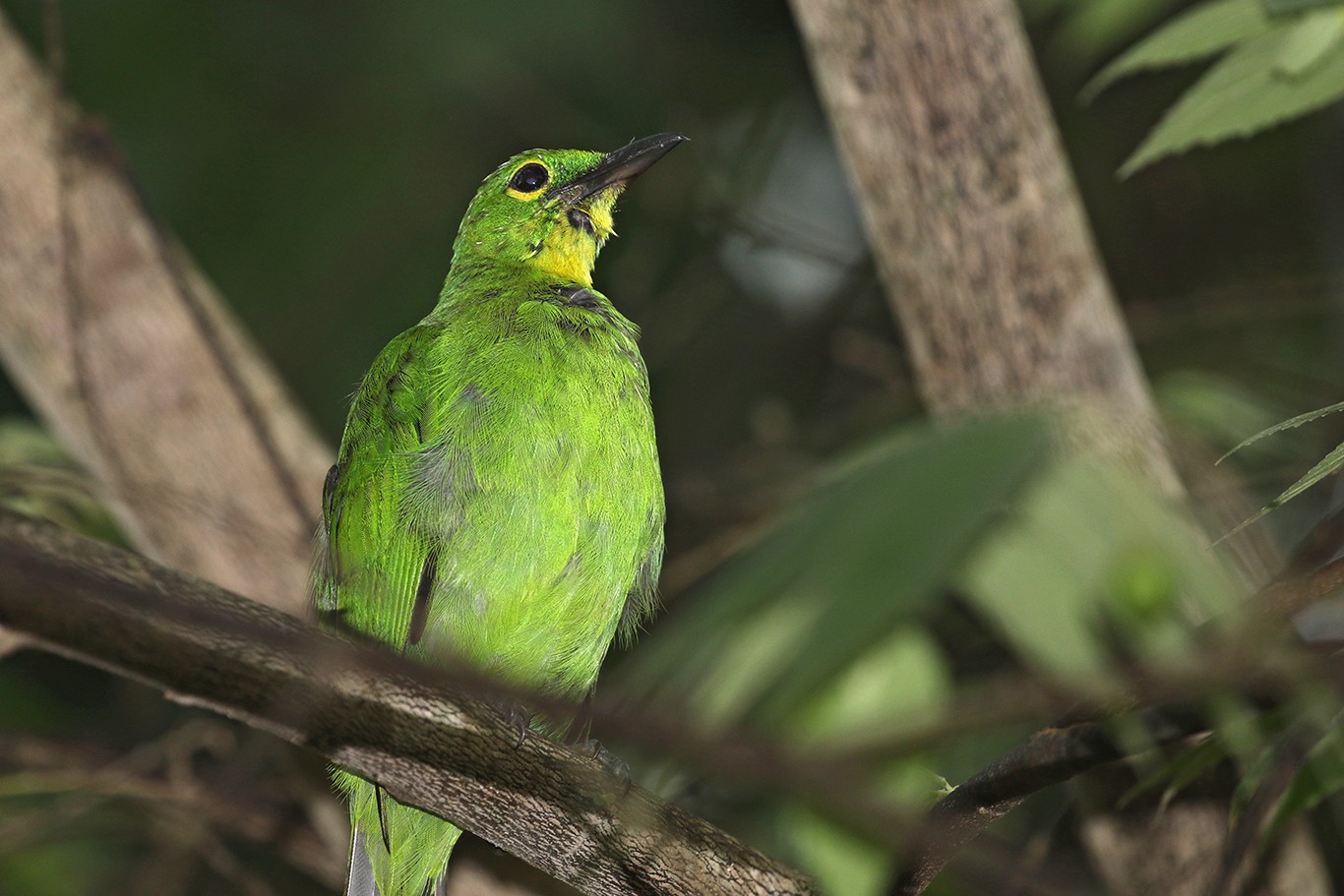 Verdín de sonnerat (Chloropsis sonnerati) - Picture Bird
