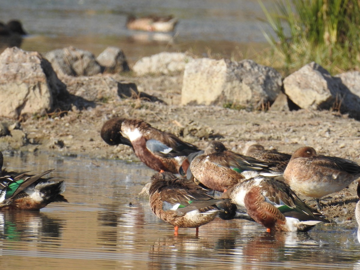 Eigentliche enten (Anas) - Picture Bird