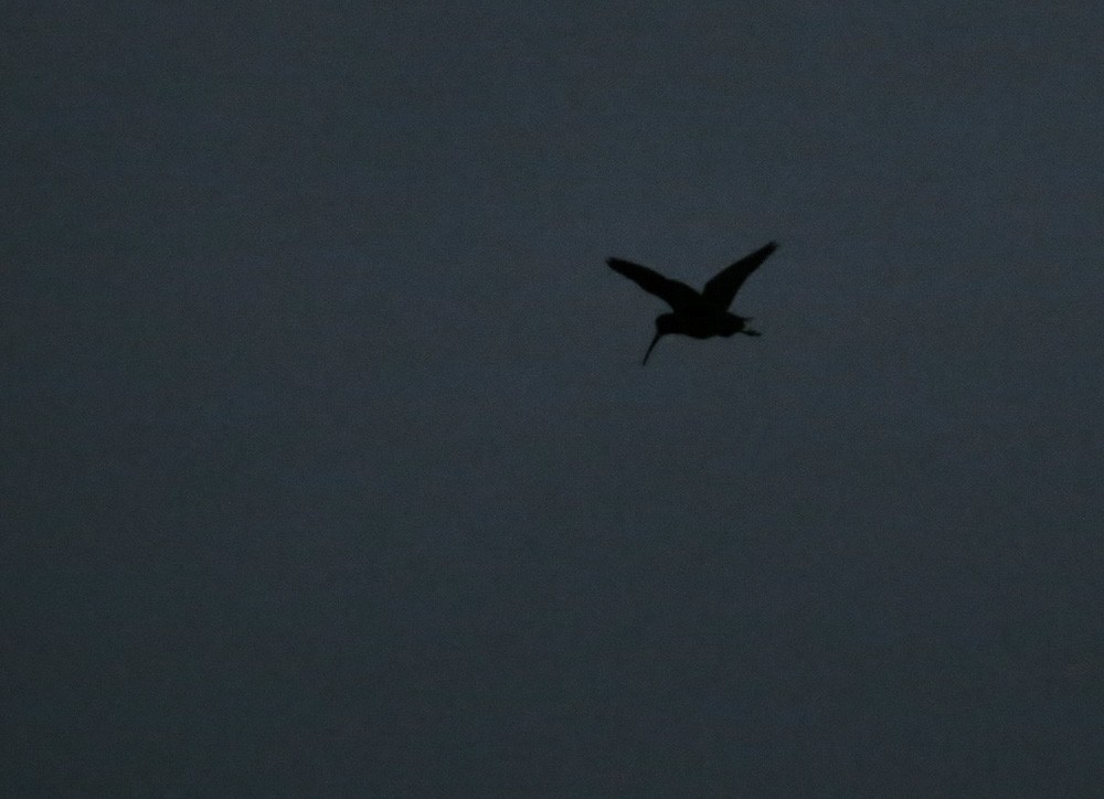 ニューギニアヤマシギ (Scolopax rosenbergii) - Picture Bird