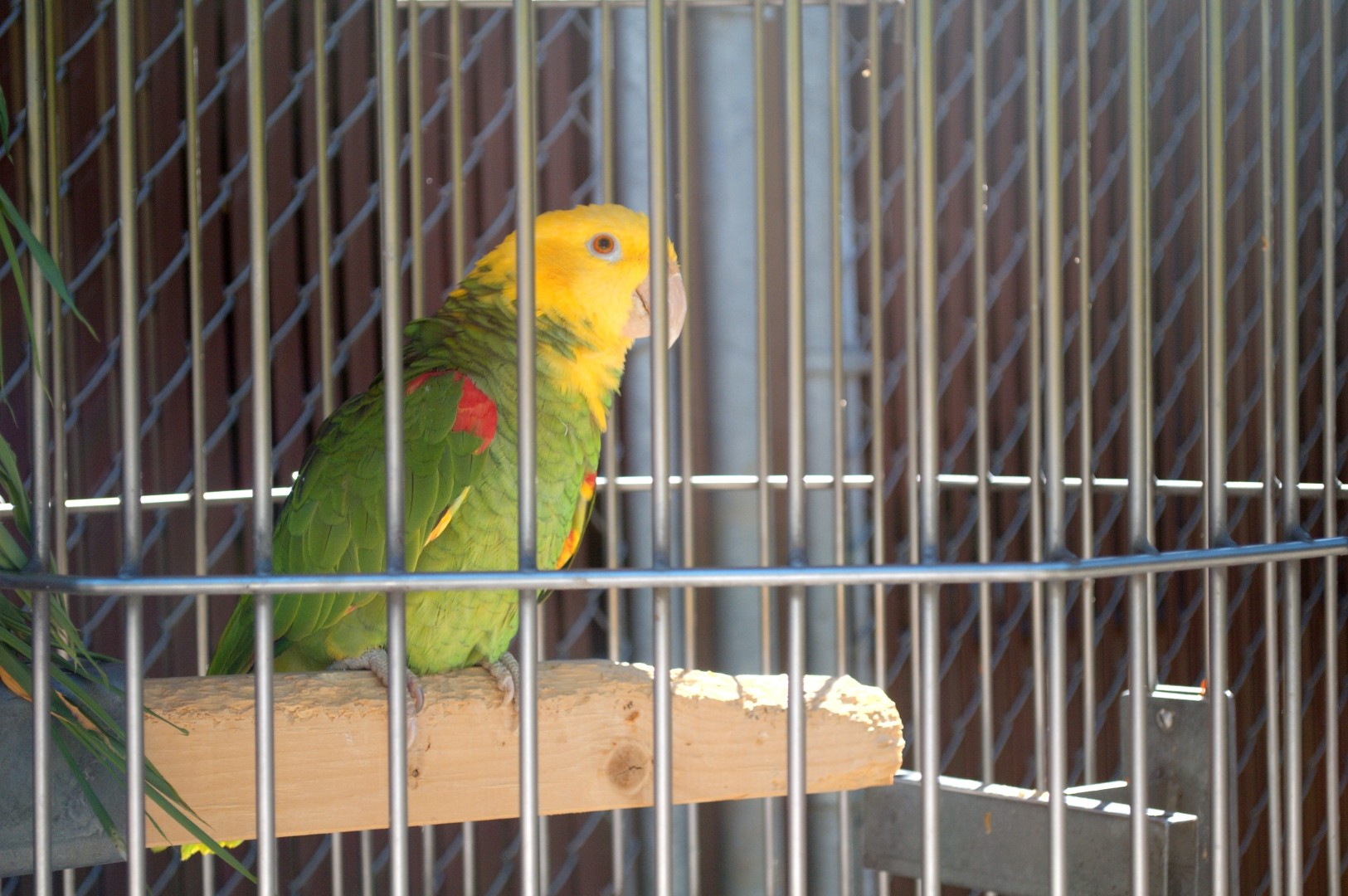 Loros amazonas (Amazona) - Picture Bird