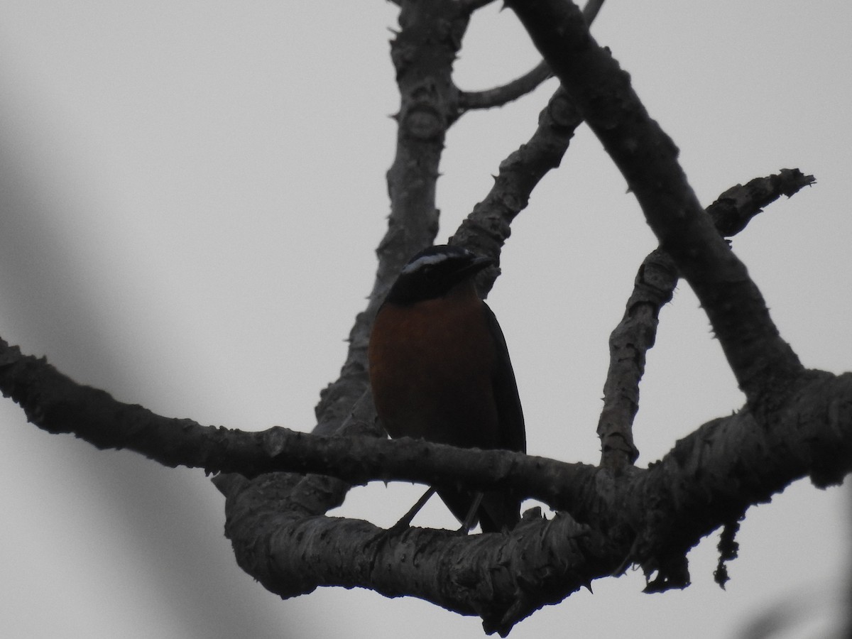 Ruiseñores (Luscinia) - Picture Bird