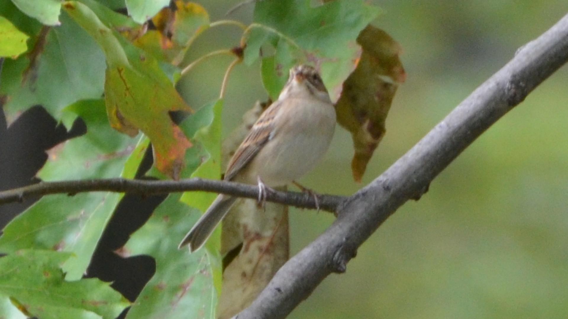 Chingolos (Spizella) - Picture Bird