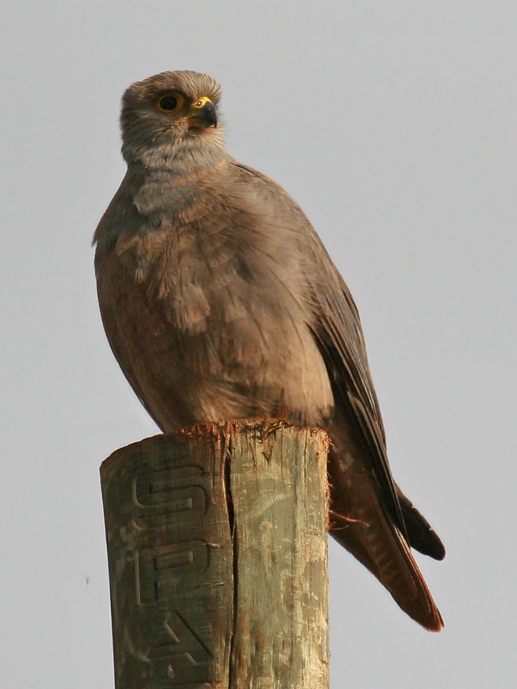 매속 (Falco) - Picture Bird