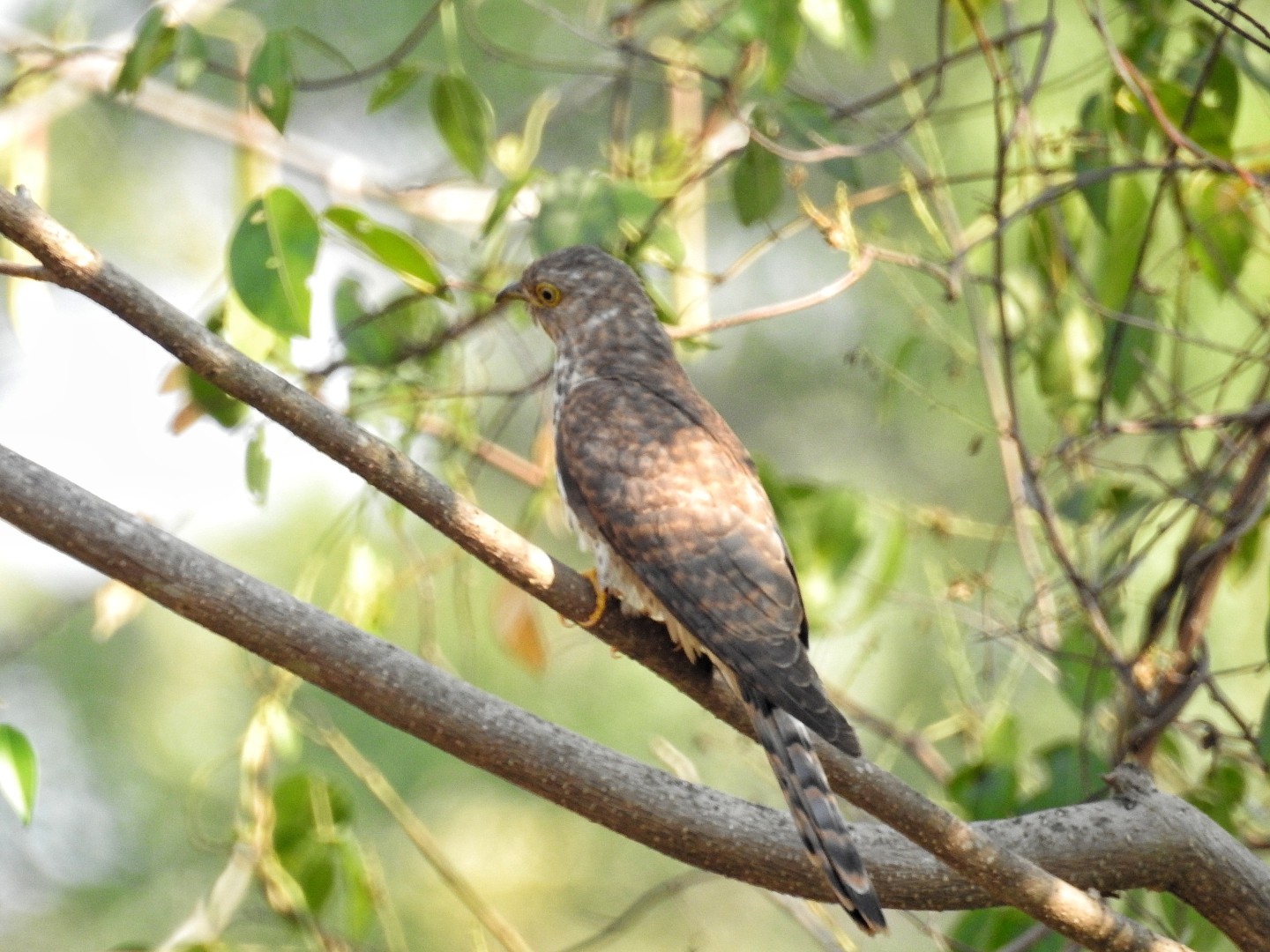 Cucos (Cuculus) - Picture Bird