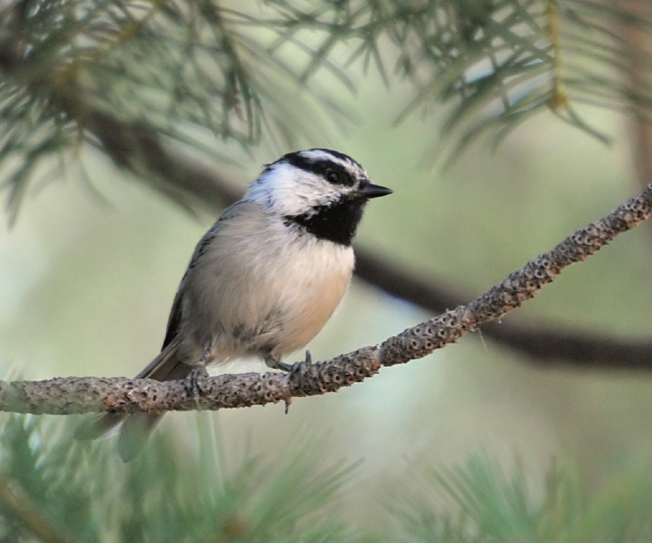 高山山雀 (Poecile gambeli) - Picture Bird