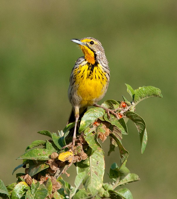 Bisbita gorjigualdo (Macronyx croceus) - Picture Bird