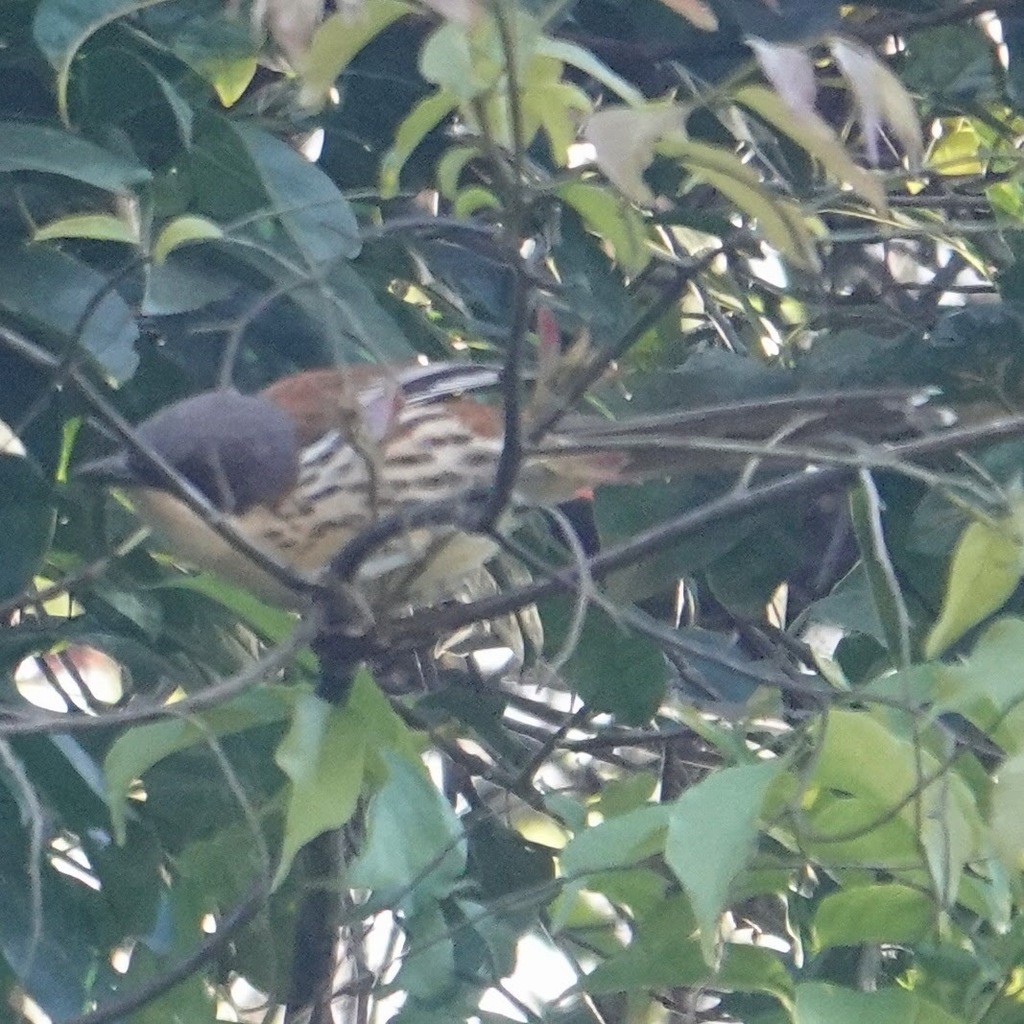 Crocias (Crocias) - Picture Bird